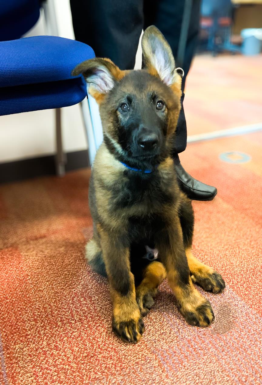 Police Dogs Loki and Sonni start training with their handlers ...